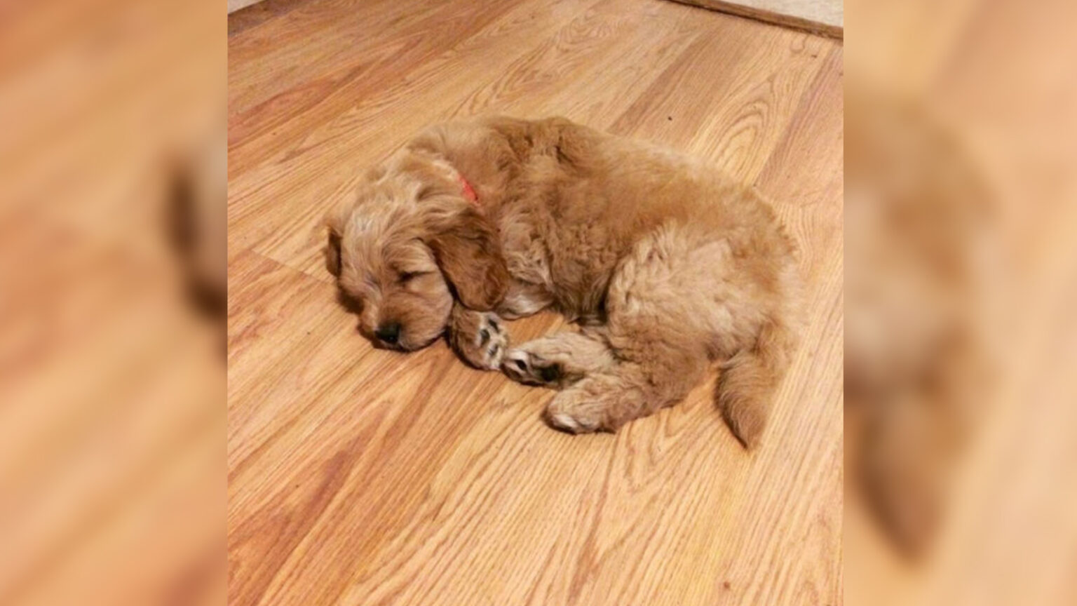 5 adorable pets belonging to our favorite esports players | ONE Esports